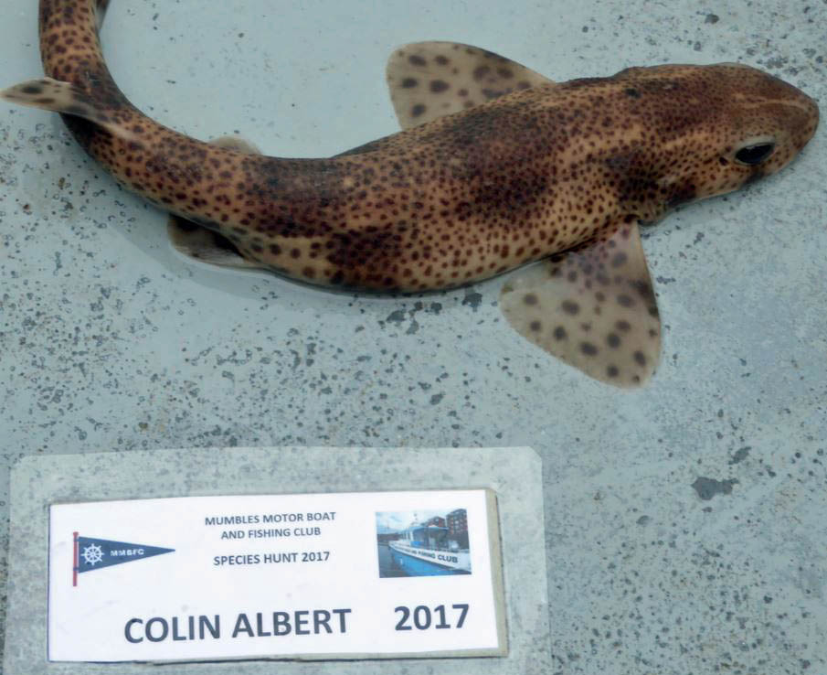 Lesser Spotted Dogfish